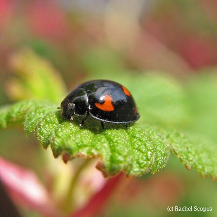 Lovely Ladybirds | Avon Wildlife Trust